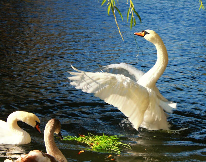 Alighted swan stock photo. Image of swan, dynamic, alight - 7577082