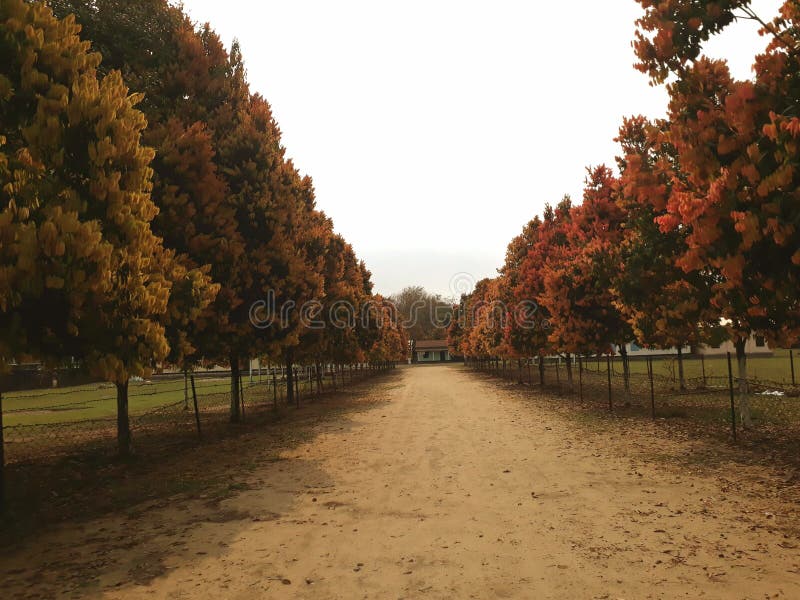 Aligned nahar trees stock image. Image of coniferous - 128858335