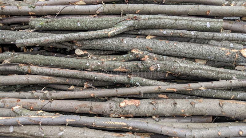 Cut Tree Branches and Stacked Stock Photo - Image of rind, stacked ...