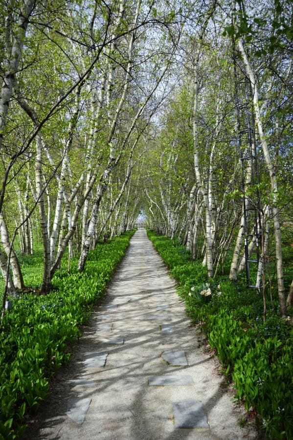 Aligning stock photo. Image of treetunnel, landscape - 98227986