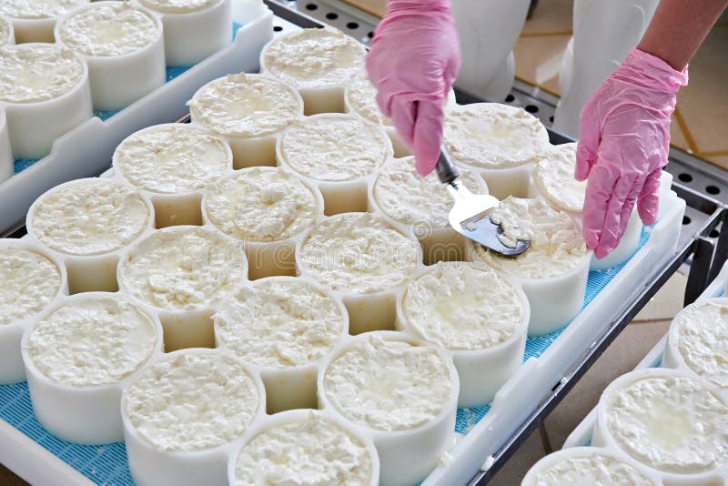 Alignment of Cheese Material in Molds for Production Camembert Stock ...