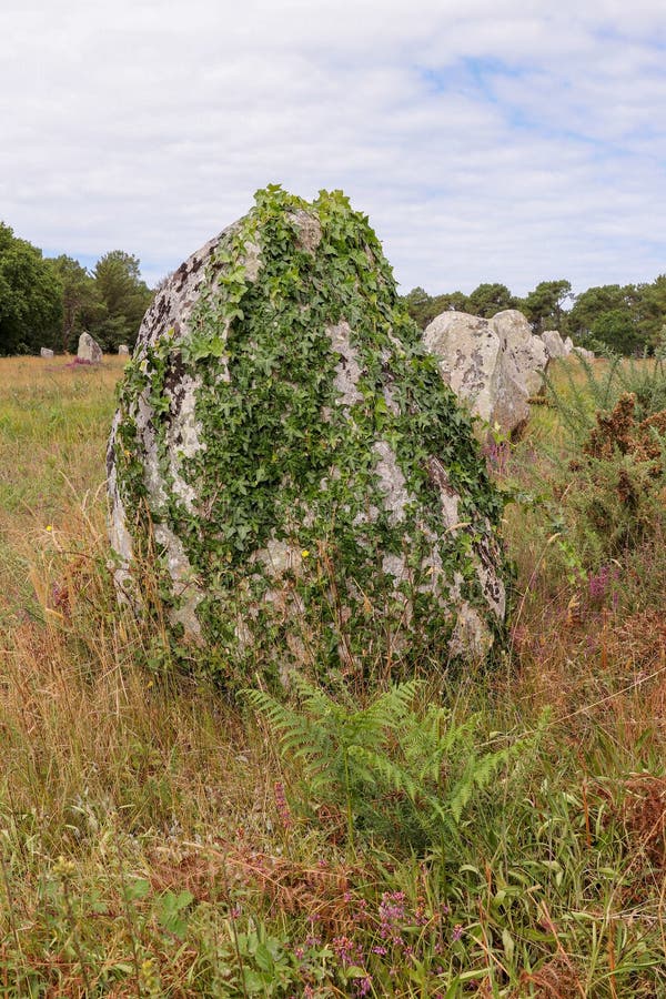 Alignment of Kerlescan, Rows of Menhirs in Carnac in Brittany Stock ...