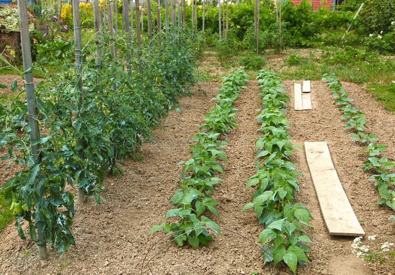 Alignment of Rows of Different Vegetables in a Vegetable Garden Stock ...