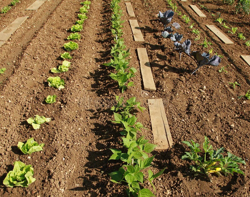 Alignment of Rows of Different Vegetables in a Vegetable Garden Stock ...