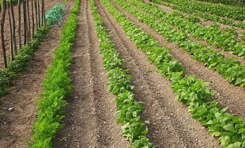 Alignment of Rows of Different Vegetables in a Vegetable Garden Stock ...