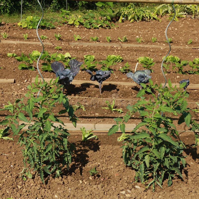 Alignment of Rows of Different Vegetables in a Vegetable Garden Stock ...