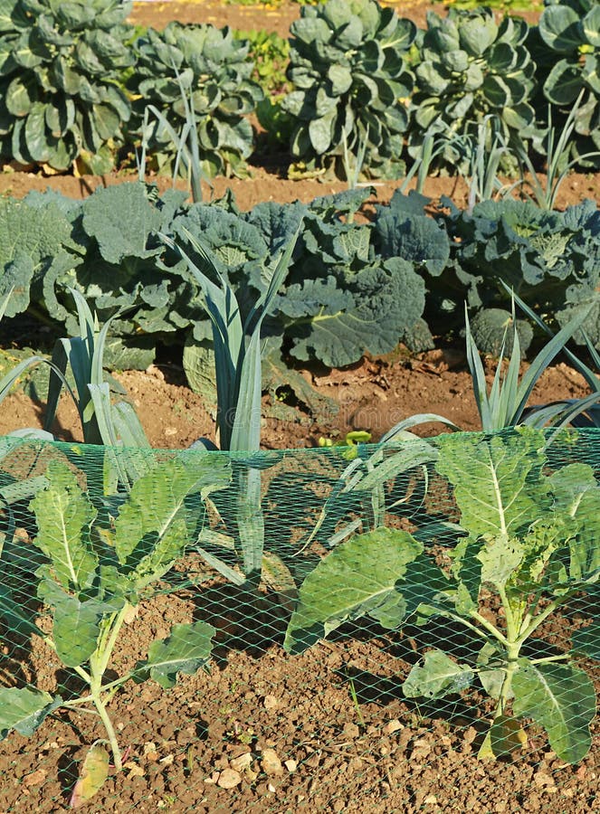 Alignment of Rows of Different Vegetables in a Vegetable Garden Stock ...