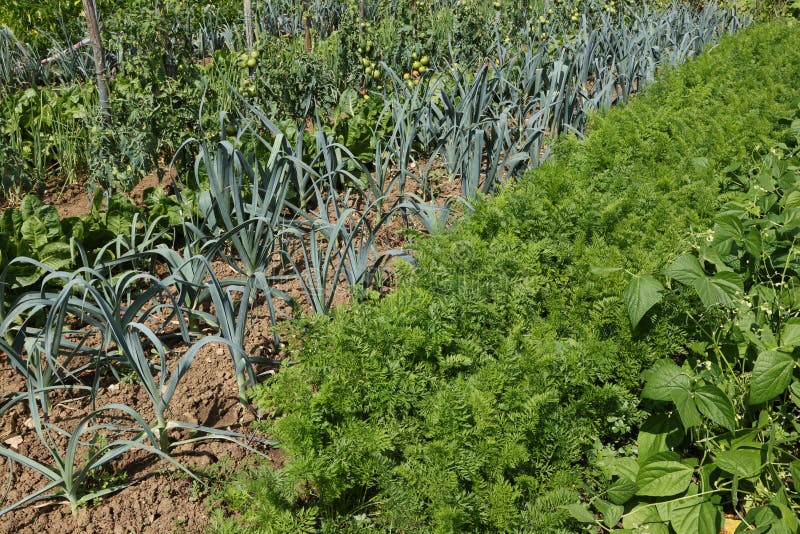 Alignment of Rows of Different Vegetables in a Vegetable Garden Stock ...