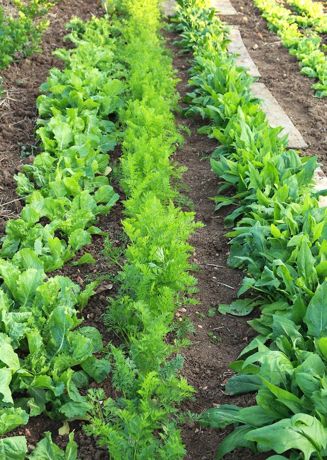 Alignment of Rows of Different Vegetables in a Vegetable Garden Stock ...