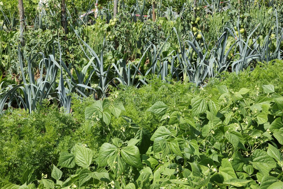 Alignment of Rows of Different Vegetables in a Vegetable Garden Stock ...