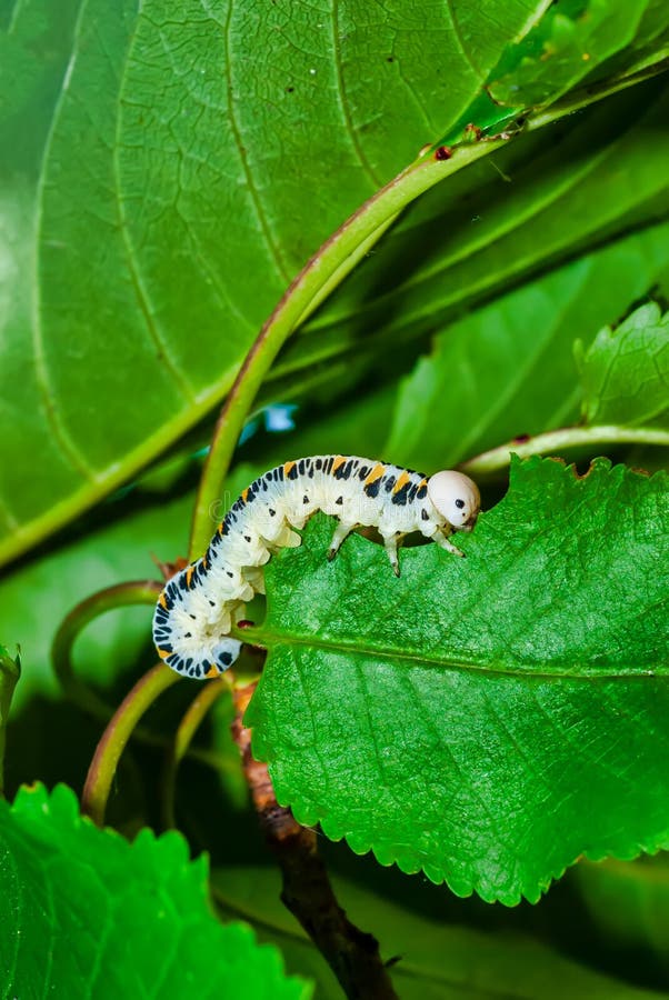 Larva de inseto vermelha foto de stock. Imagem de wildlife - 26524346