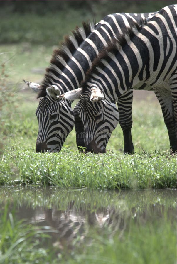 Alimentação da zebra foto de stock. Imagem de preto, férias - 12792086