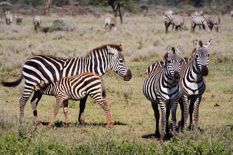 Zebra de alimentação foto de stock. Imagem de alimentação - 22042436