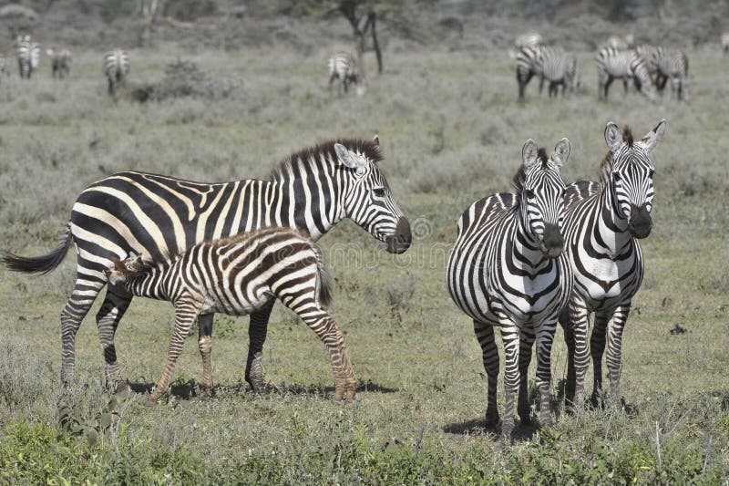 Zebra de alimentação foto de stock. Imagem de alimentação - 22042436