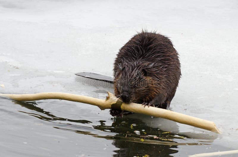 Alimentação do castor foto de stock. Imagem de mola, roedor - 54353184