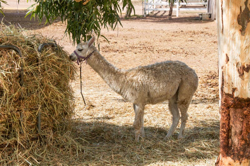 Perrito De Alimentación De La Llama Foto de archivo - Imagen de ...