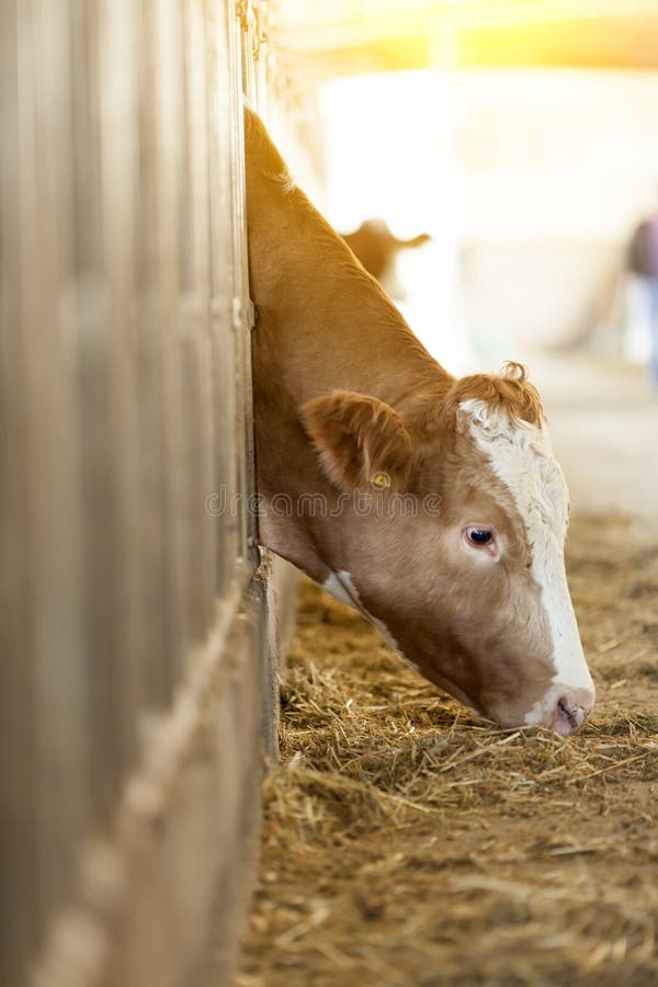 Alimentación De La Vaca Del Simmental Imagen de archivo - Imagen de ...