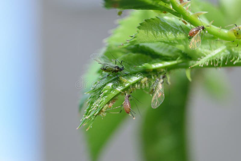 El Introducir De Los áfidos Imagen de archivo - Imagen de micro ...