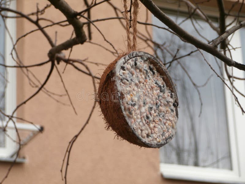 Alimentador Del Pájaro Del Coco Foto de archivo - Imagen de medio ...