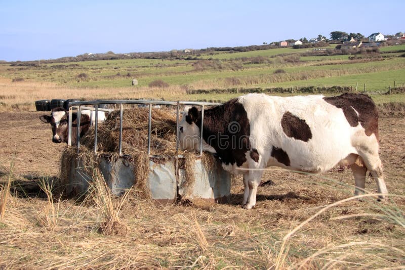 Aliment pour le bétail image stock. Image du taureau, vache - 5685133