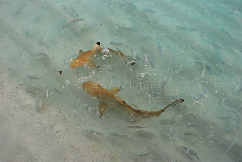 Alimentation de requin image stock. Image du humain, fédéral - 39751073