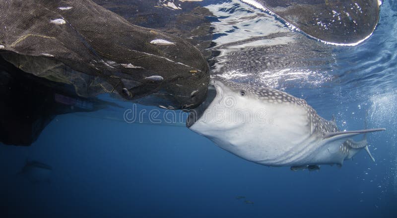 Alimentation de requin image stock. Image du bleu, ailettes - 40885725