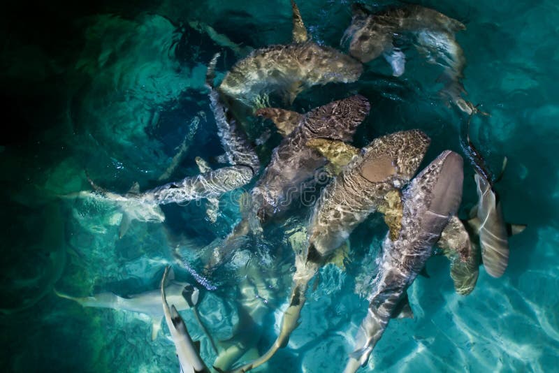 Alimentation De Requin De Nuit - Beaucoup De Requins Image stock ...