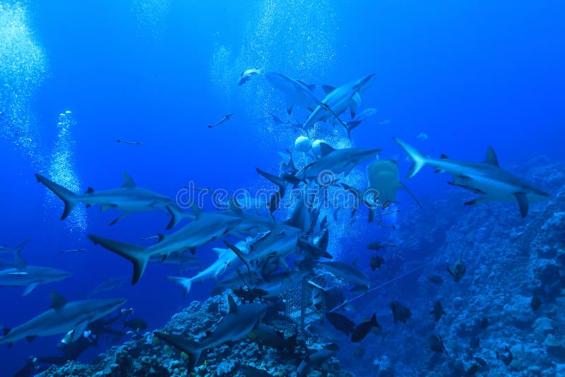 Alimentation de requin image stock. Image du bleu, ailettes - 40885725