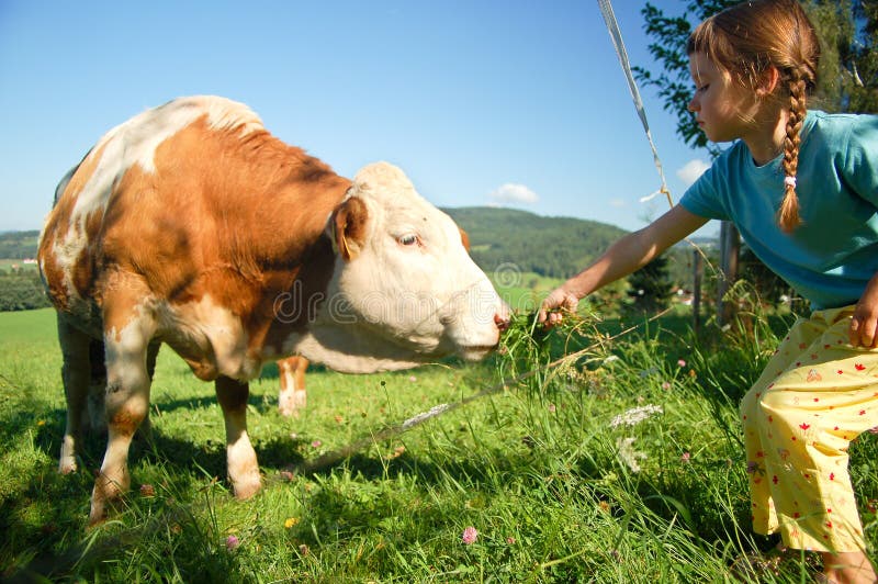 Un Enfant Nourrit Une Vache Image stock - Image du croissance, laiterie ...