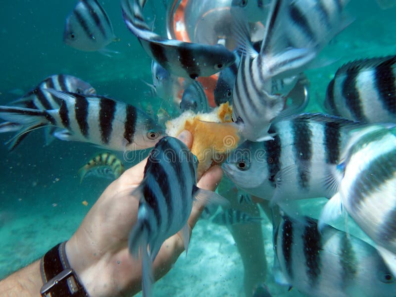 Poissons De Alimentation Avec La Nourriture Pour Poissons De Flocon ...