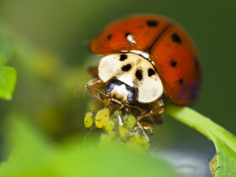 Alimentations De Coccinelle Sur Des Aphis Image stock - Image du ...