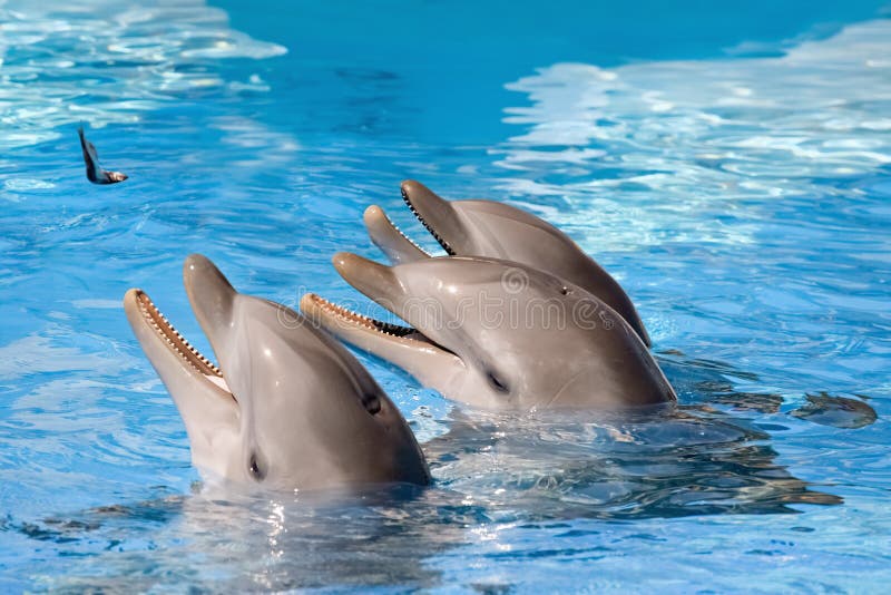 Famiglia Dei Balli Dei Delfini Immagine Stock - Immagine di delfini ...