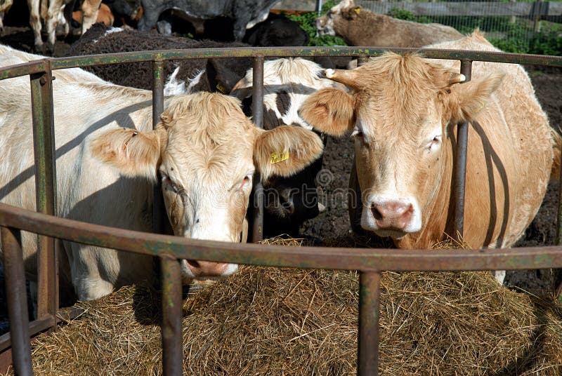 Alimentazione Del Bestiame. Immagine Stock - Immagine di bestiami ...