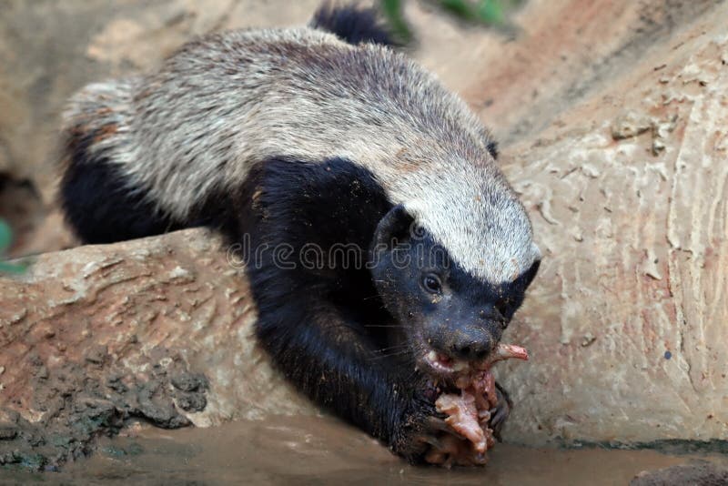 Alimentazione Del Tasso Di Miele Immagine Stock - Immagine di carnivoro ...
