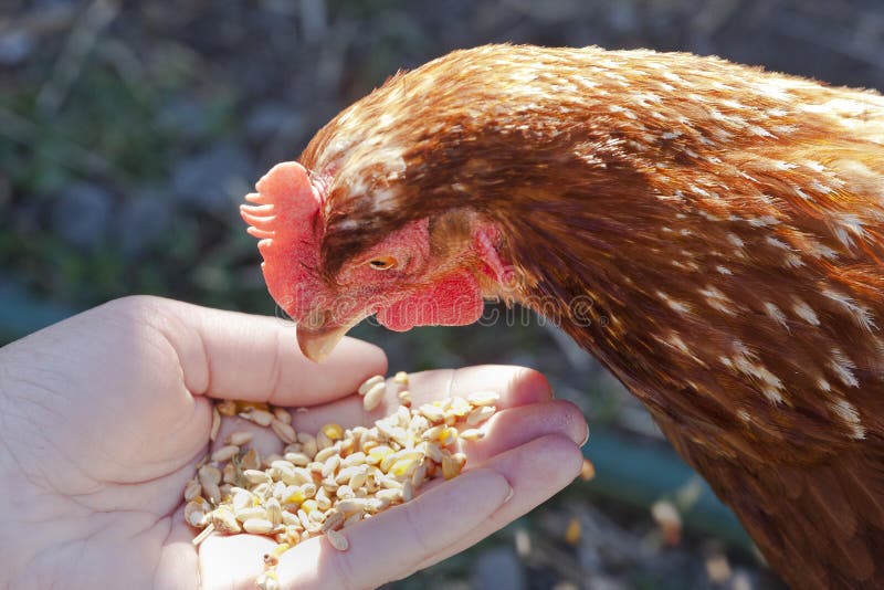 Nourrir la poule image stock. Image du blé, maïs, poulet - 28732709