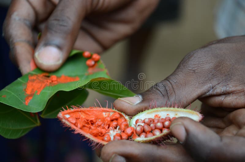 Árbol del achiote foto de archivo. Imagen de primer, flora - 28952828