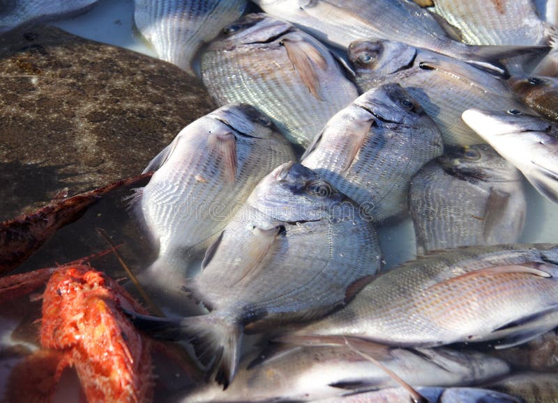 Alimento de mar fresco imagen de archivo. Imagen de pescados - 684037