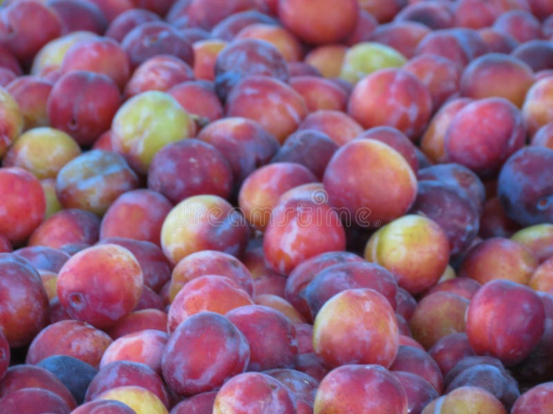 Alimento Della Frutta Della Prugna Fotografia Stock - Immagine di ...