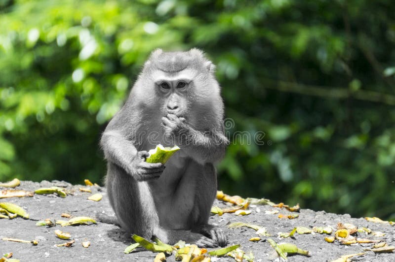 Alimento do macaco imagem de stock. Imagem de branco - 56196863