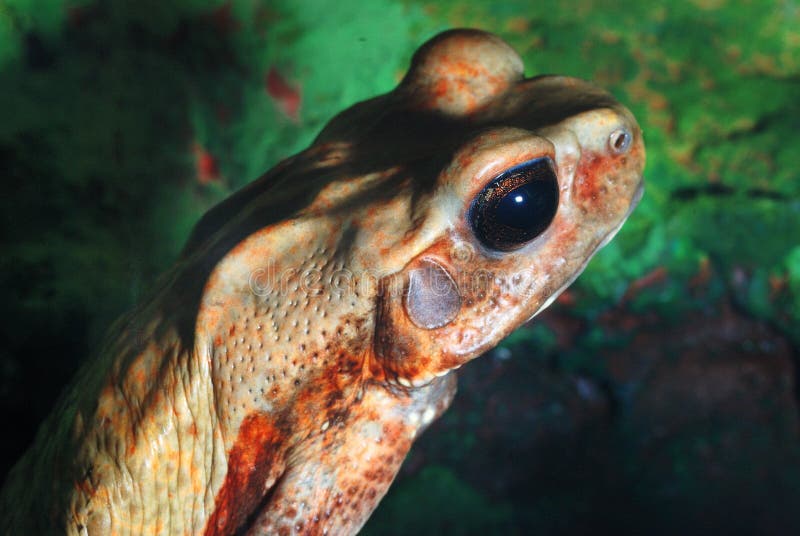 ALISE EL SAPO ECHADO a UN LADO Foto de archivo - Imagen de ciencia ...