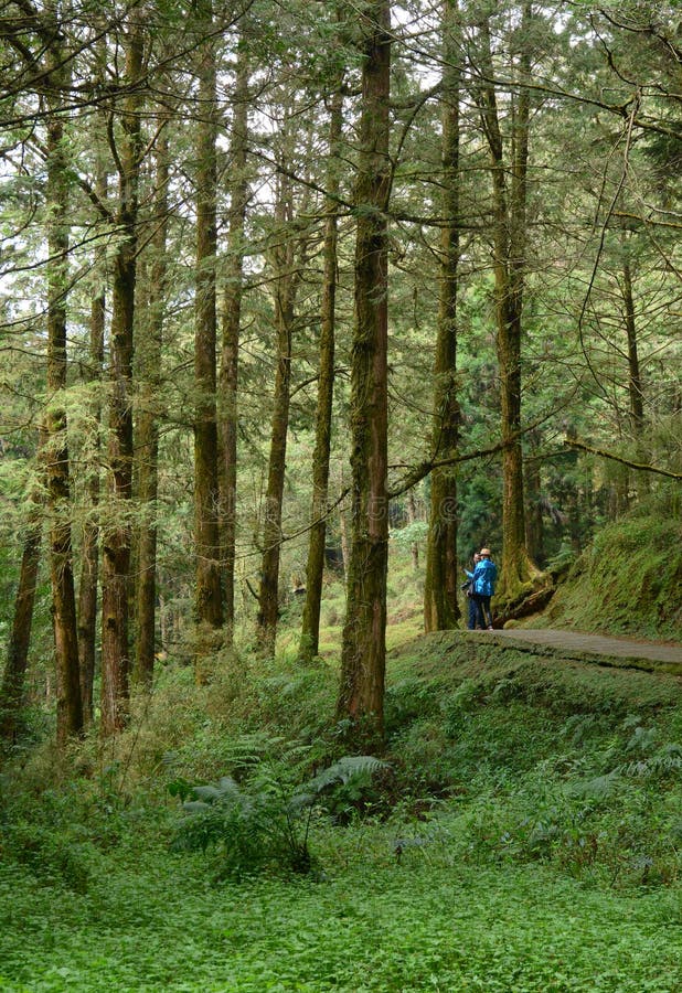 Alishan Forest Amusement Park Editorial Stock Photo - Image of outdoors ...