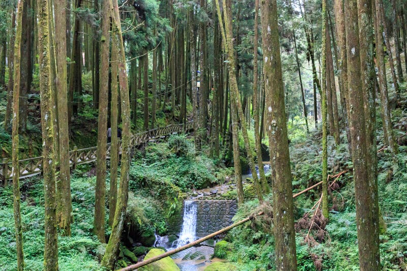 Alishan Forest stock image. Image of nature, park, china - 53539143
