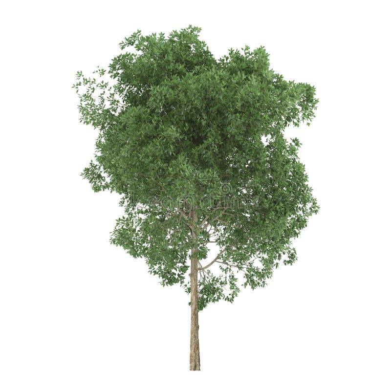 Aliso Árbol Aislado En El Fondo Blanco Imagen de archivo - Imagen de ...