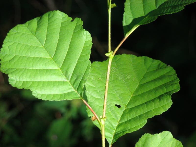 Aliso Fotos De Stock - Download 8,340 Fotos Libres de Derechos