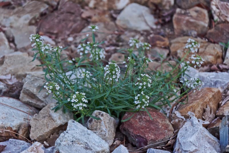 Alisso or Alyssum Maritima with White Flower Stock Photo - Image of ...