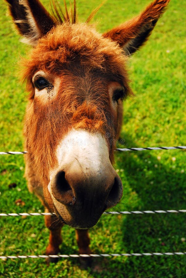 El Burro Muestra Los Dientes Imagen de archivo - Imagen de seguro, risa ...