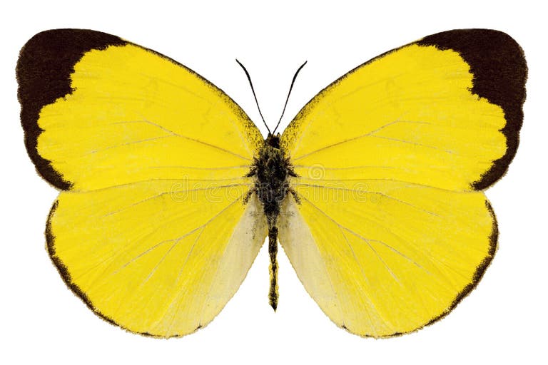 Alitha De Eurema Da Espécie Da Borboleta Foto de Stock - Imagem de ...