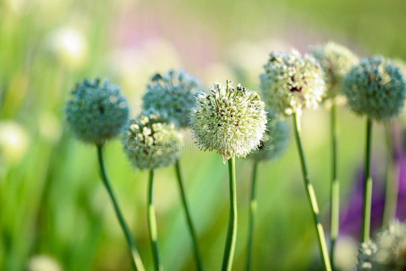 Alium stock photo. Image of side, plant, blossom, people - 234980818