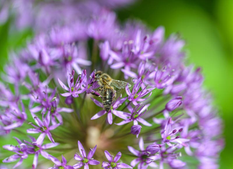 Close Up of an Alium Gigantium Flower Head Alium Flower with Dandelion ...