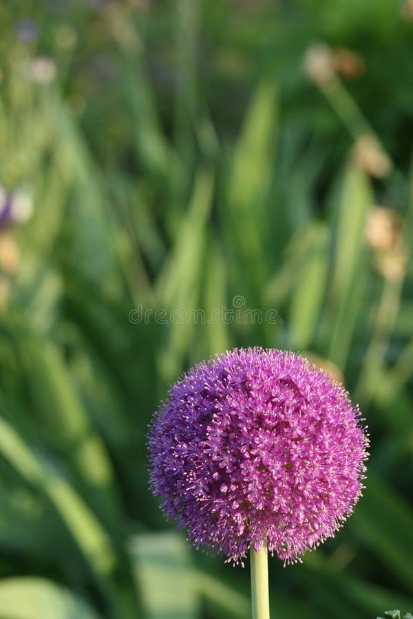 Alium flower stock photo. Image of allium, focus, organism - 25492096